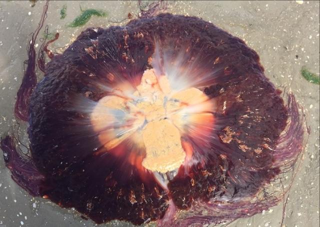 are lion's mane jellyfish dangerous
